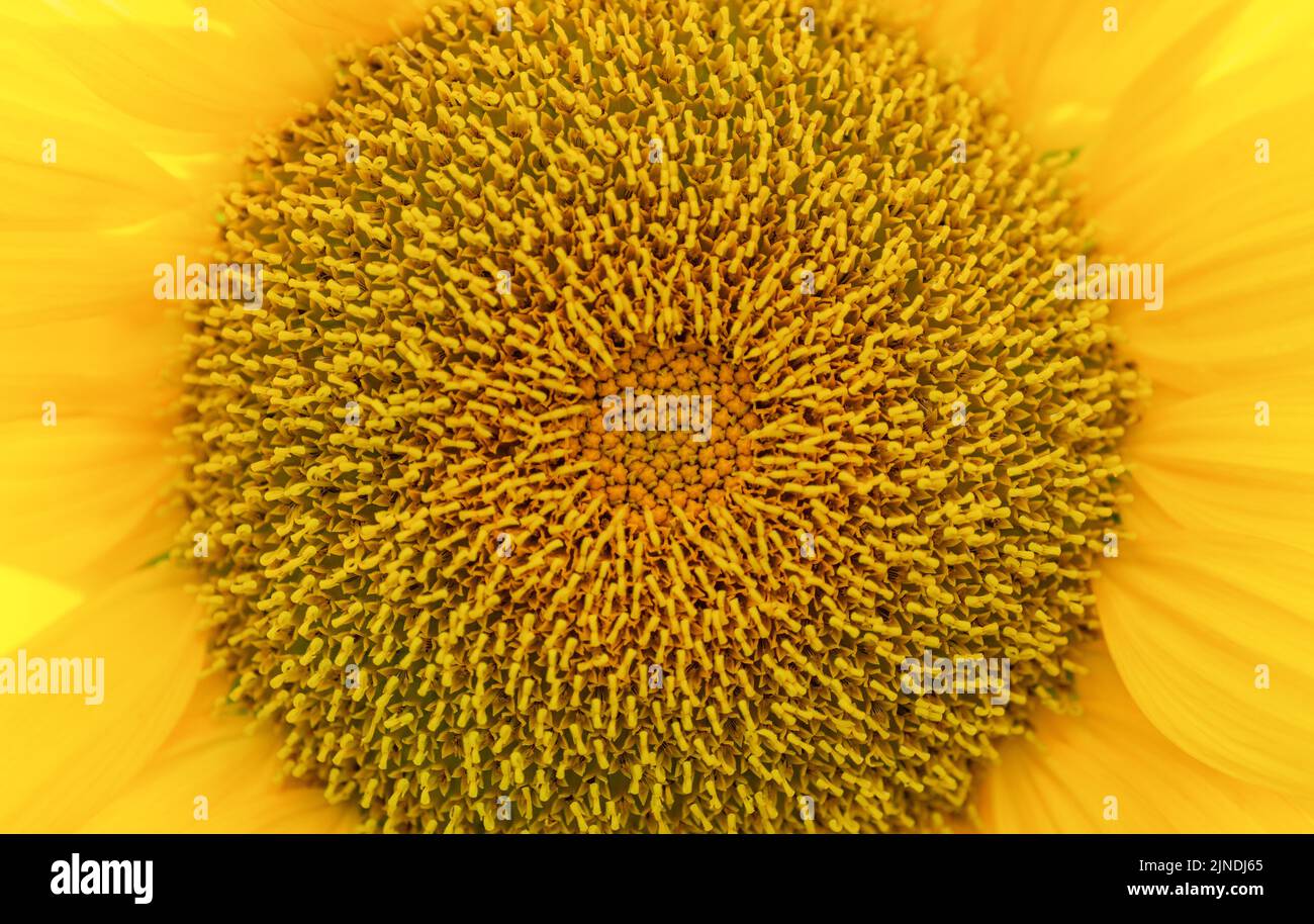 Sunflower texture and background. Texture of sunflower pollen. Closeup ...