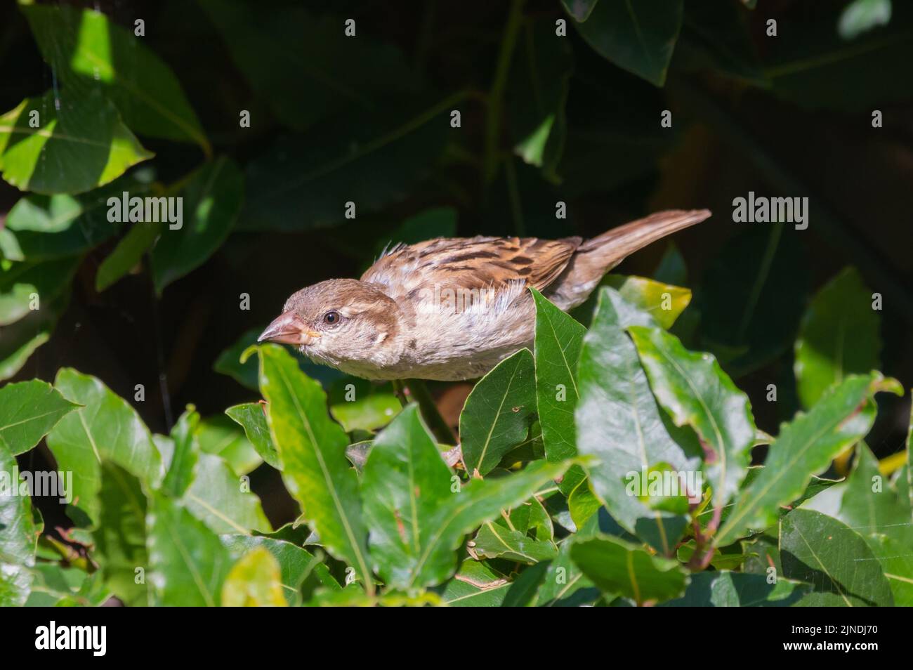 Female House Sparrow (Passer domesticus), a small bird, in a garden in ...