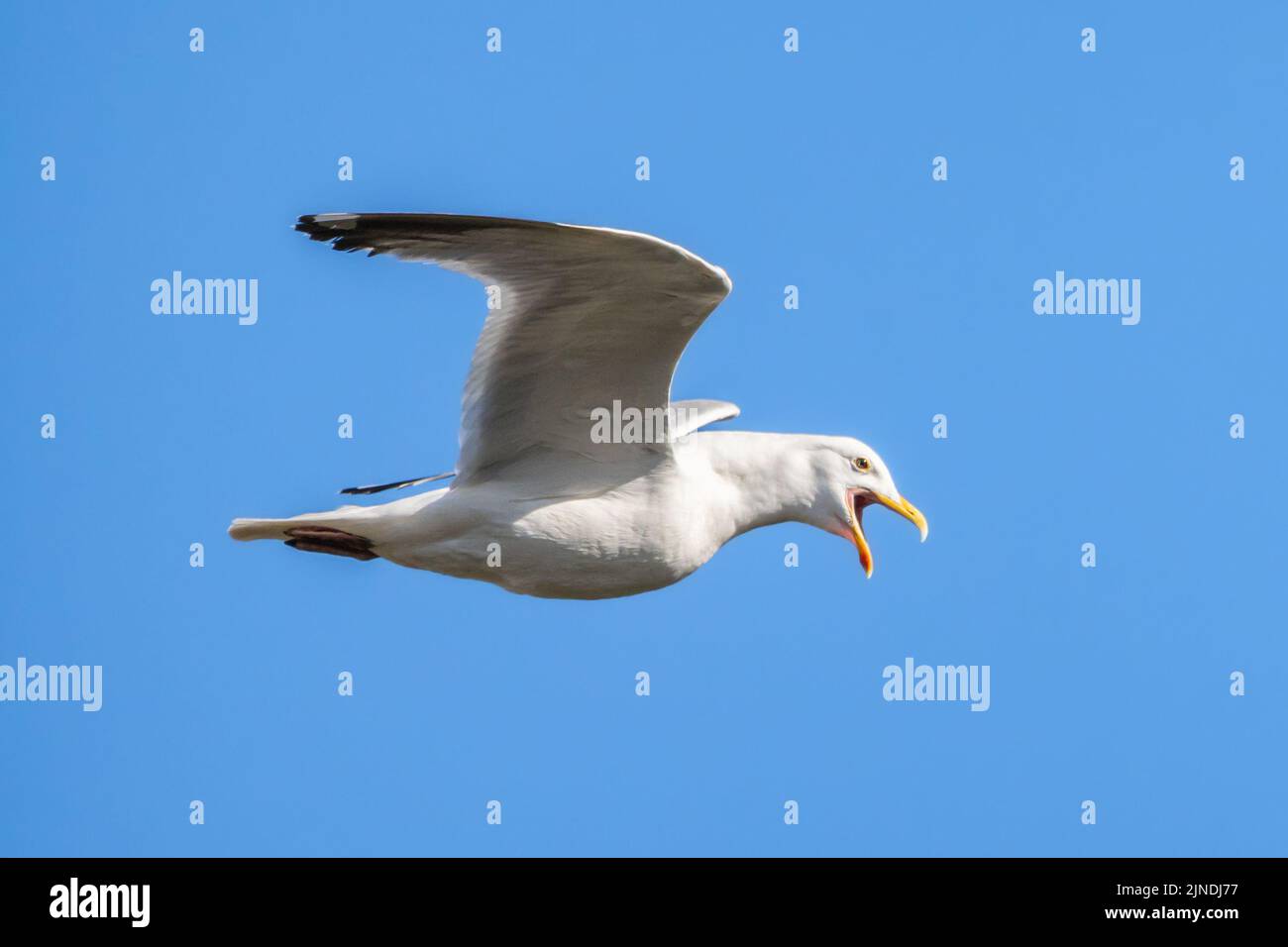 Adult Herring Gull (Larus argentatus) in flight against blue sky in the ...