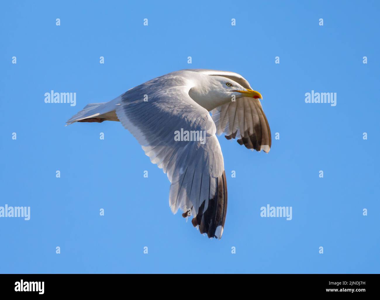 Adult Herring Gull (Larus argentatus) in flight against blue sky in ...