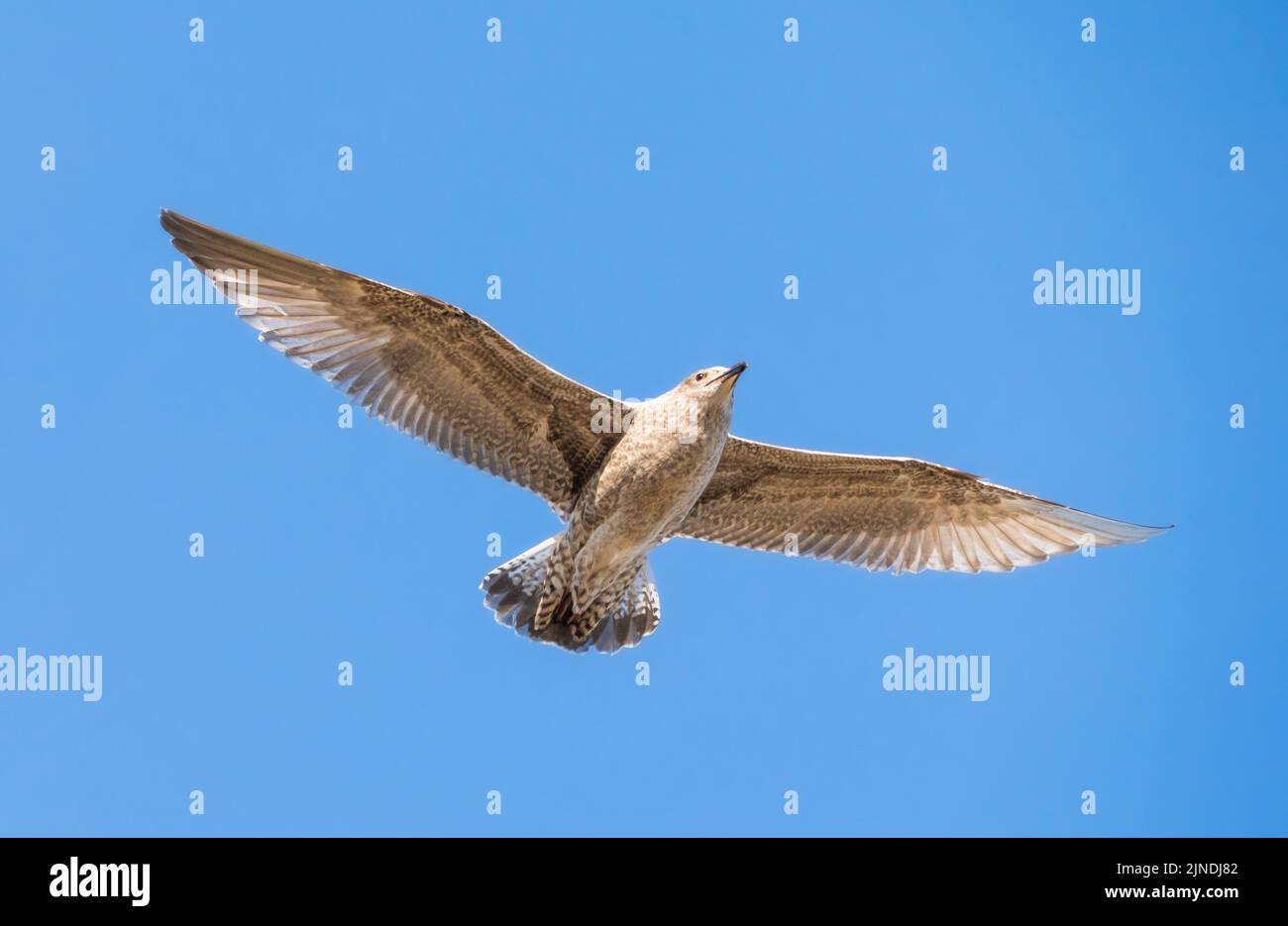 Juvenile Herring Gull (Larus argentatus) in flight with wings stretched ...