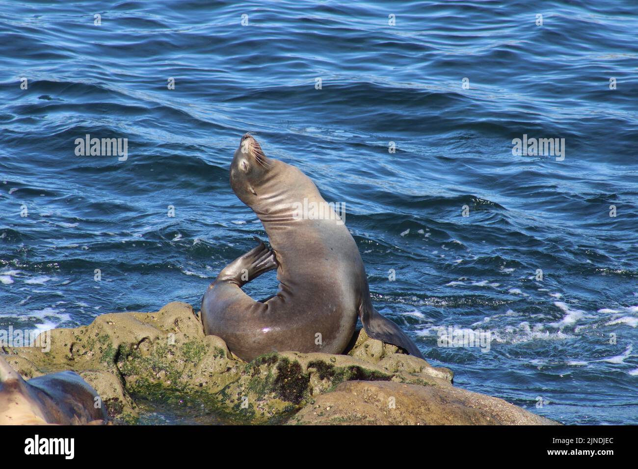 Cute sea lion lying on a rock outlet off of a beach in Southern ...