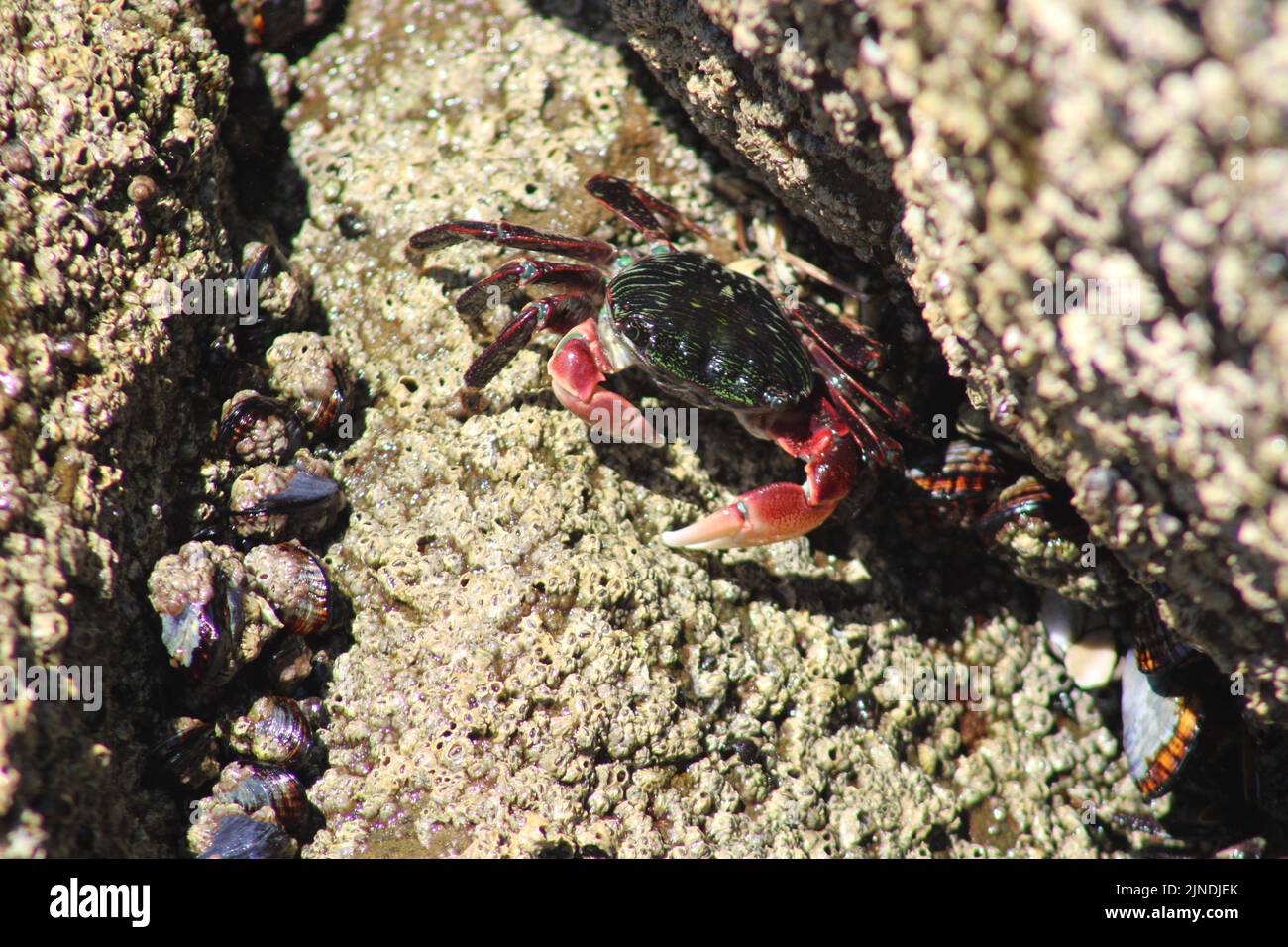 Closeup of a crab walking on a rigid rock, holding up it's claws. Crab ...