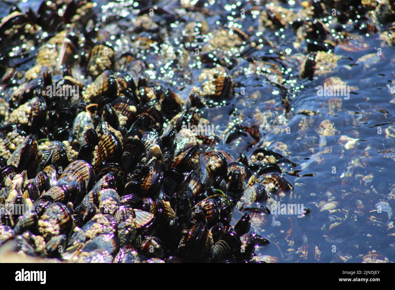 "Muscle" sea animals living along the edge of a rocky part of a beach ...