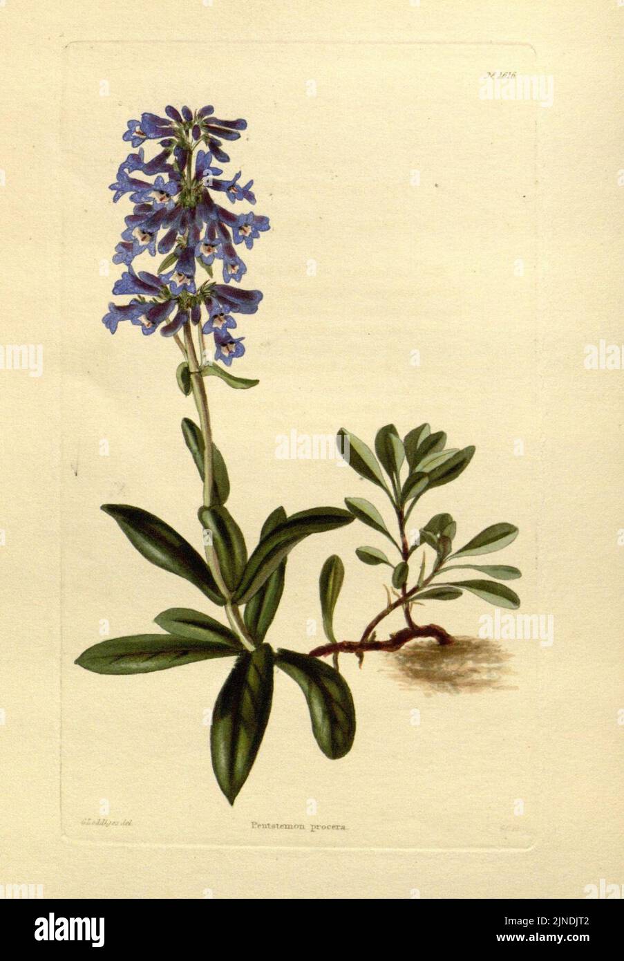 The botanical cabinet (No 1616) (8612552059 Stock Photo - Alamy