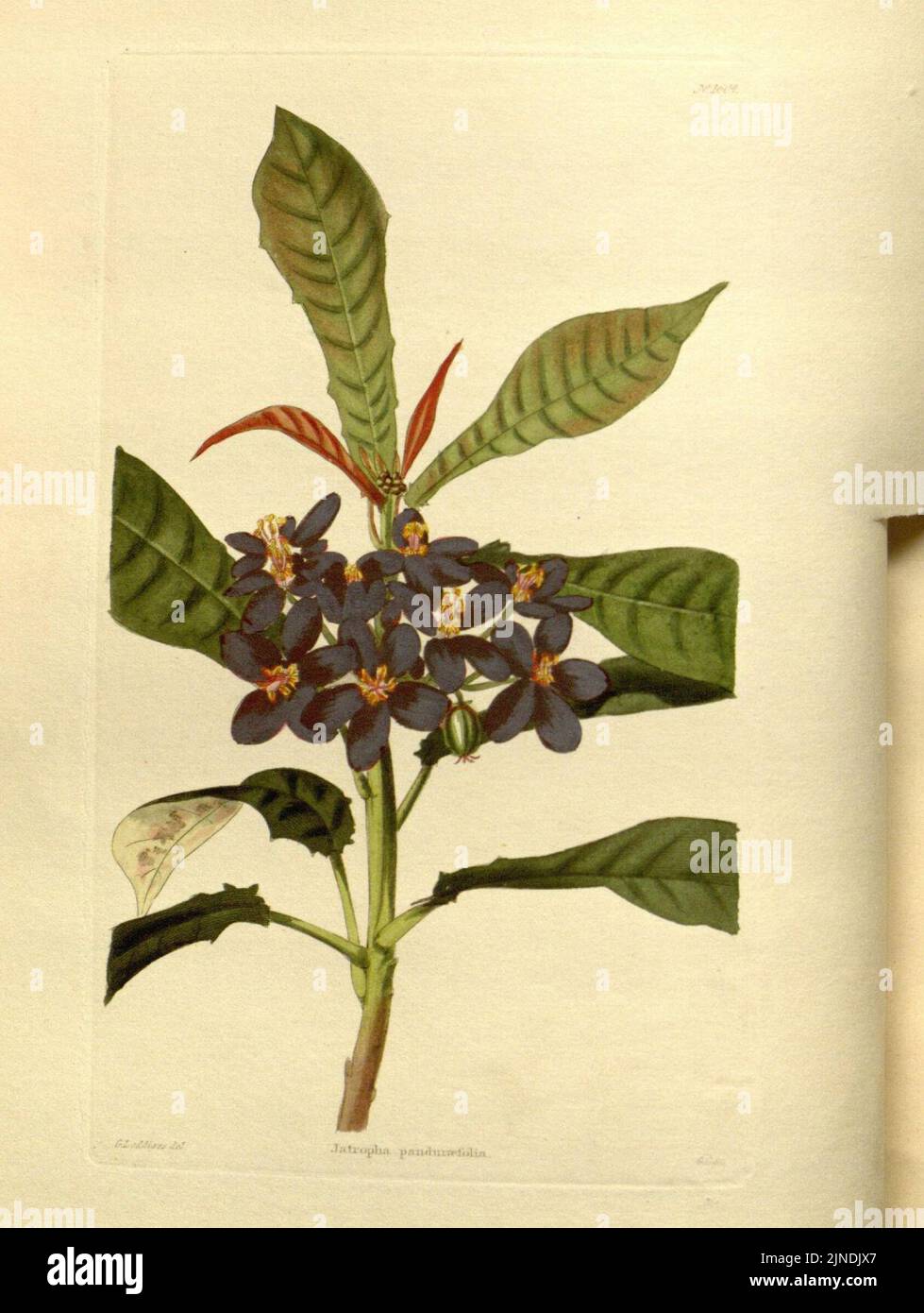 The botanical cabinet (No 1604) (8613650998 Stock Photo - Alamy