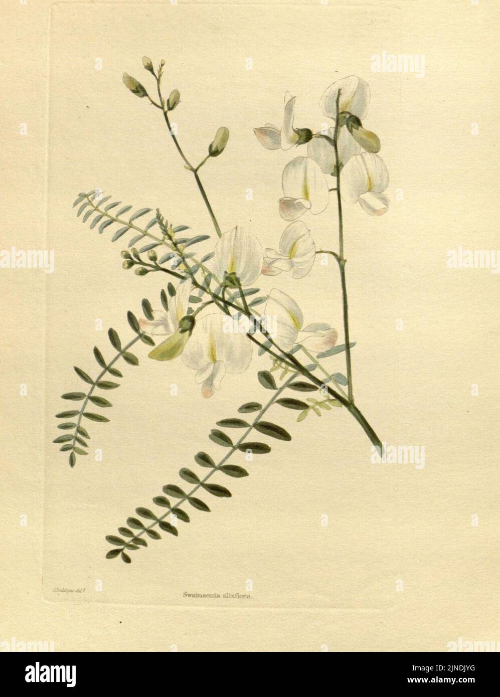 The botanical cabinet (No 1642) (8612570319 Stock Photo - Alamy