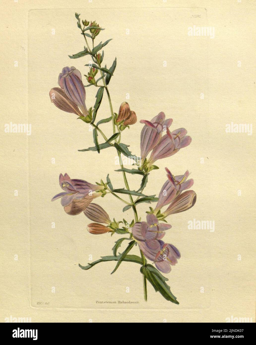 The botanical cabinet (No 1641) (8612568903 Stock Photo - Alamy