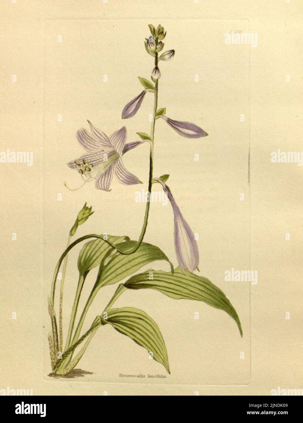 The botanical cabinet (No 1658) (8612583429 Stock Photo - Alamy