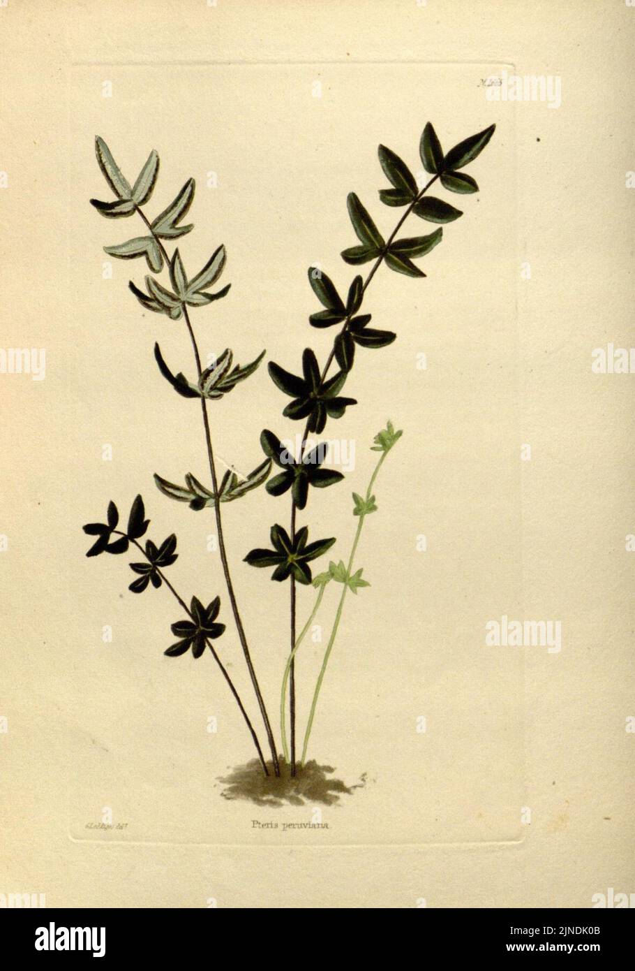 The botanical cabinet (No 1665) (8613694618 Stock Photo - Alamy