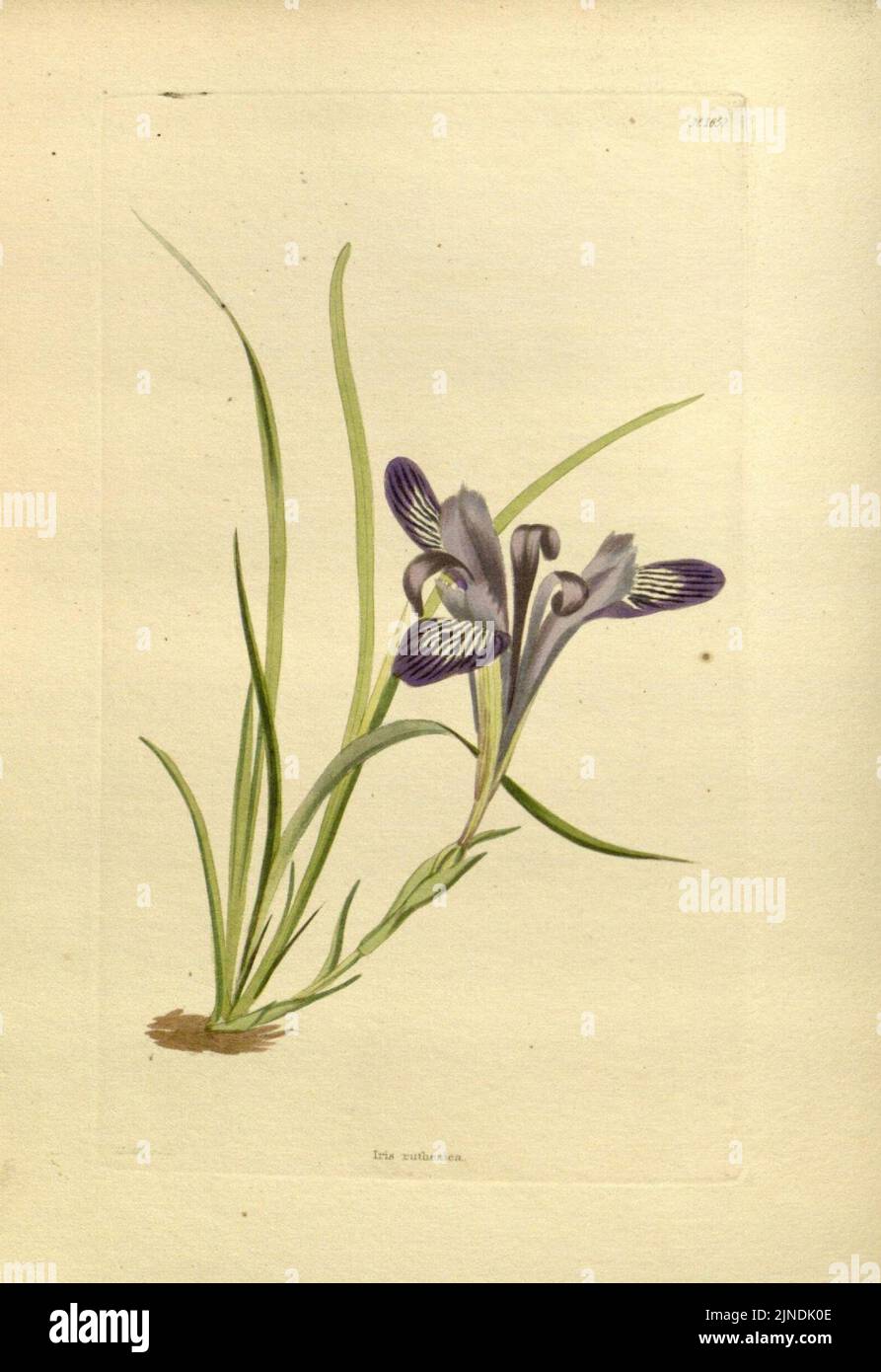 The botanical cabinet (No 1650) (8612576967 Stock Photo - Alamy