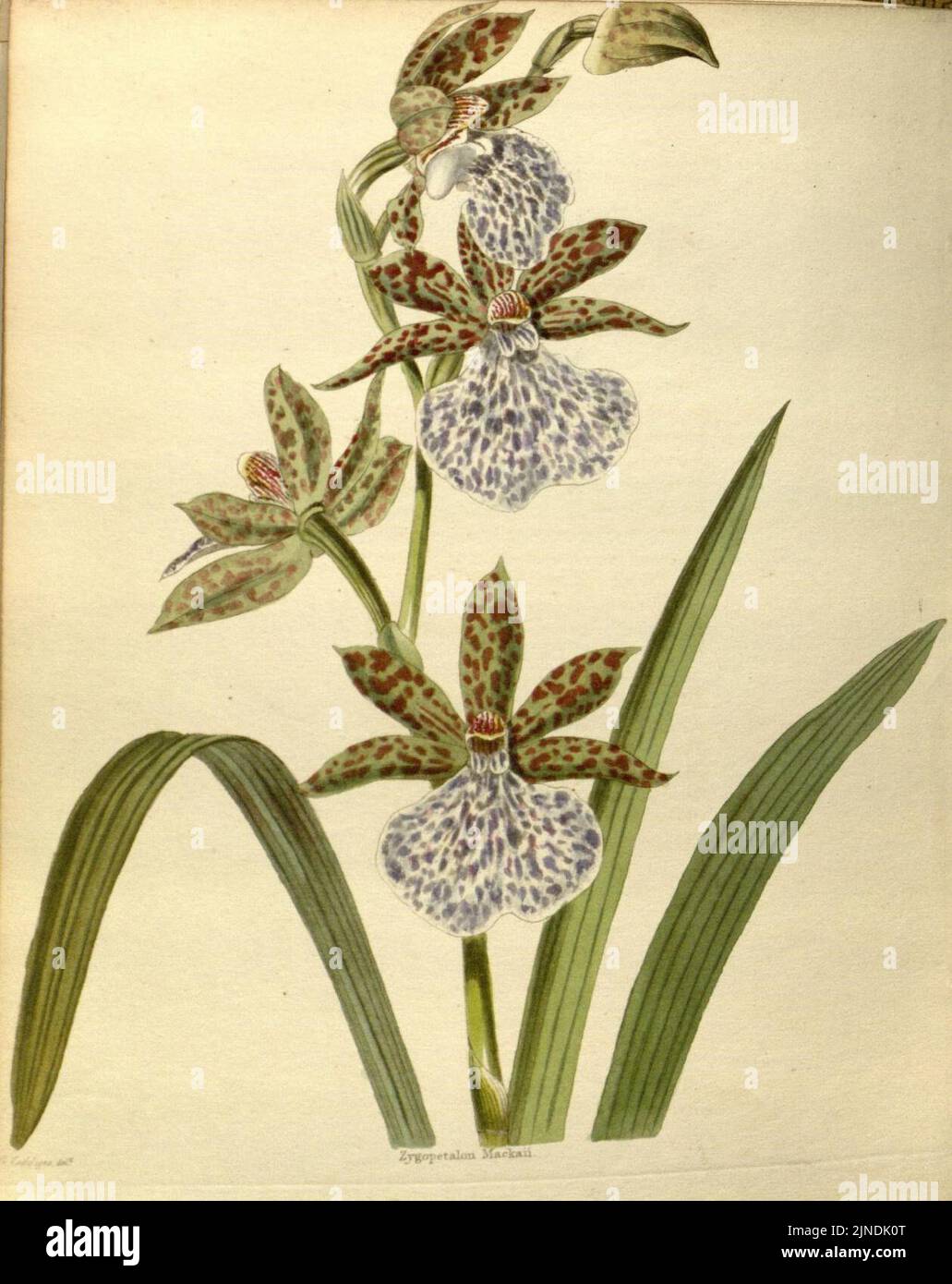 The botanical cabinet (No 1664) (8613693802 Stock Photo - Alamy