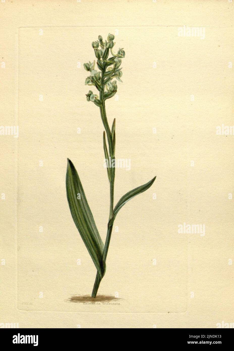 The botanical cabinet (No 1637) (8612565633 Stock Photo - Alamy