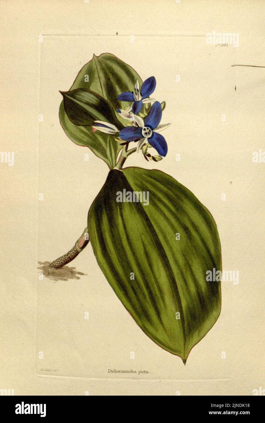 The botanical cabinet (No 1667) (8613696642 Stock Photo - Alamy