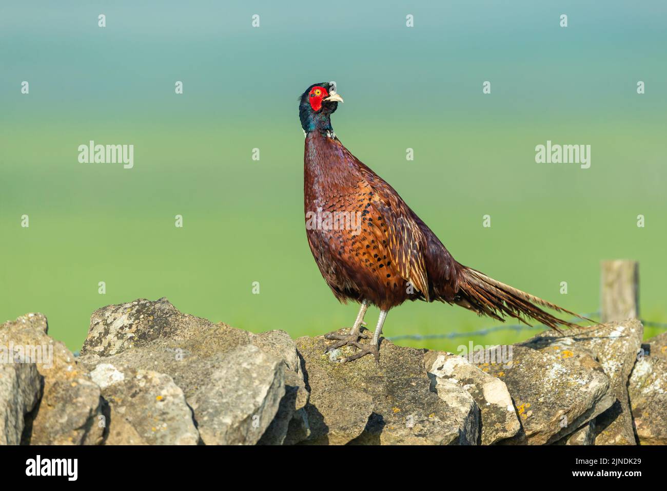 Close-up of a colourful male, ring-necked pheasant in Summer. Alert and ...