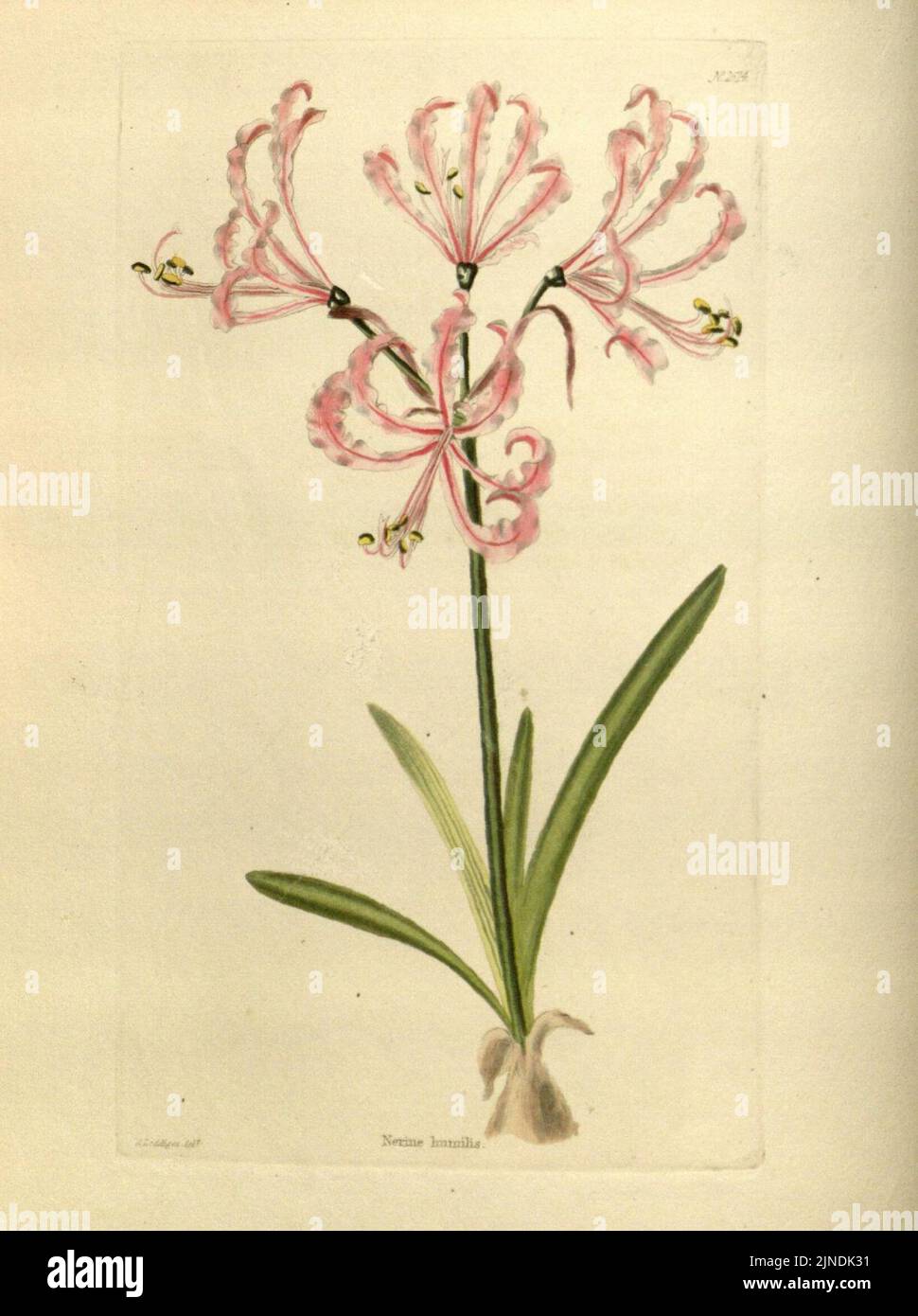 The botanical cabinet (No 1674) (8613701924 Stock Photo - Alamy