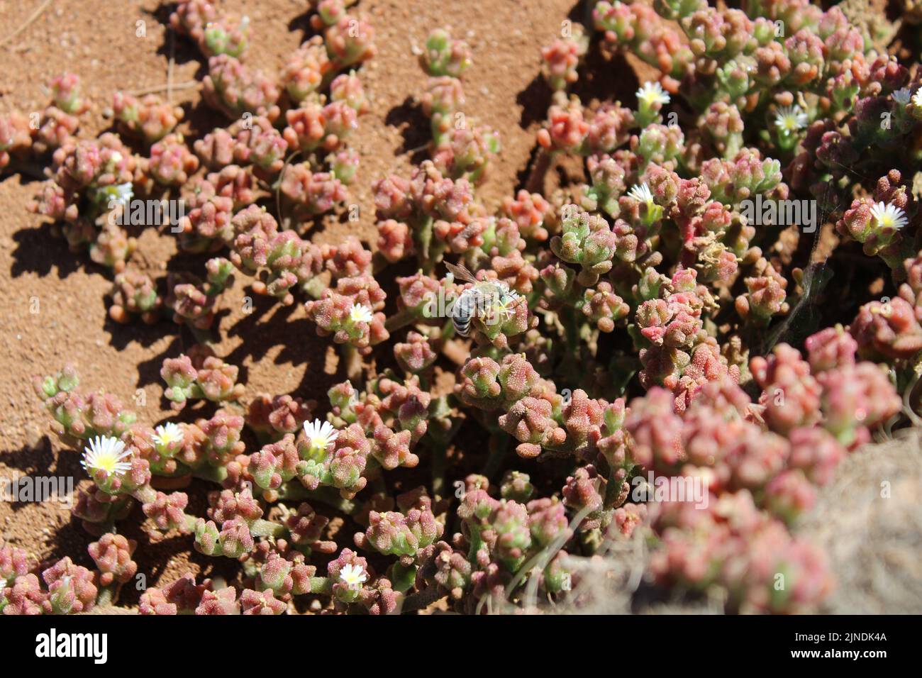 Amazing blue striped insect flying around some very shiny and colorful ...