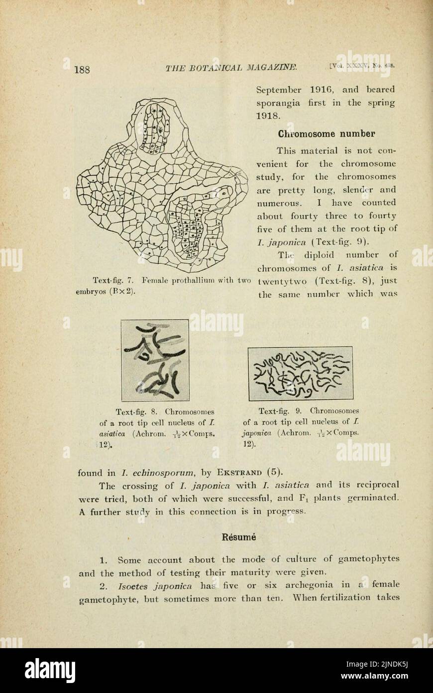 The botanical magazine = (Page 188 Stock Photo - Alamy