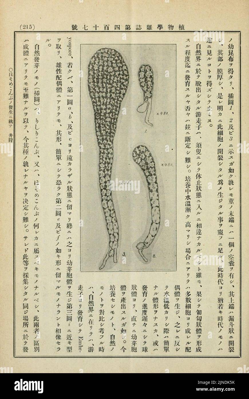 The botanical magazine = (Page 215 Stock Photo - Alamy