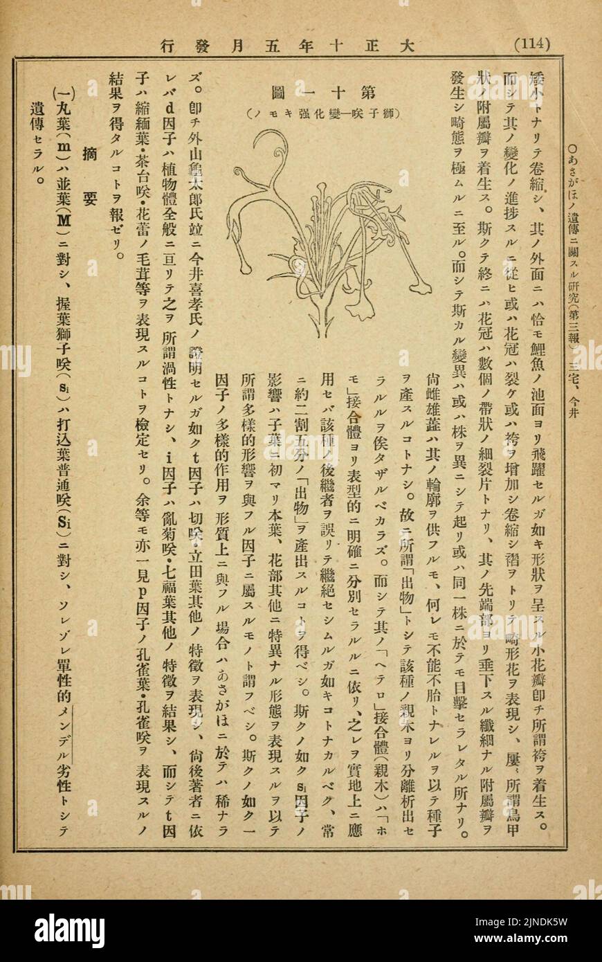 The botanical magazine = (Page 114 Stock Photo - Alamy