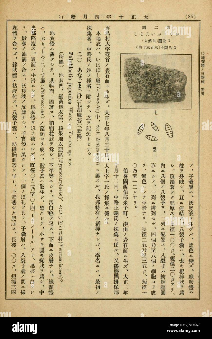 The botanical magazine = (Page 86 Stock Photo - Alamy