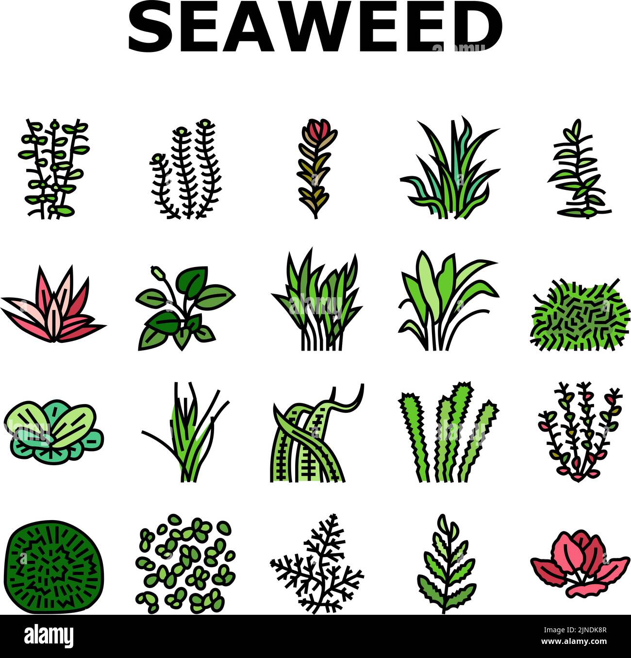Aquatic Seaweed Natural Plant Icons Set Vector Stock Vector Image & Art ...