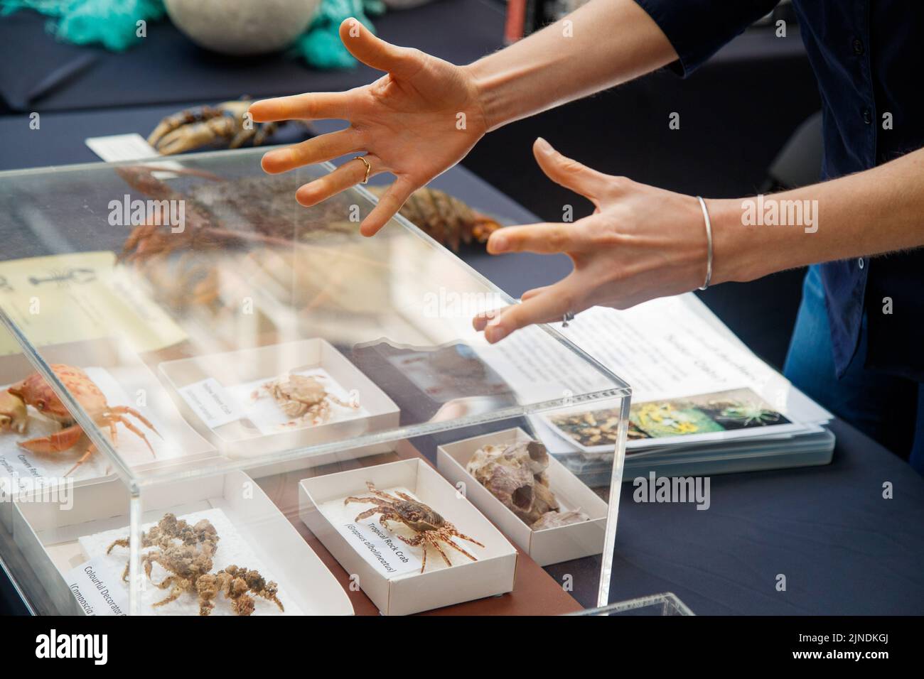Brisbane, Australia. 11th Aug, 2022. Queensland Museum staff speak with ...