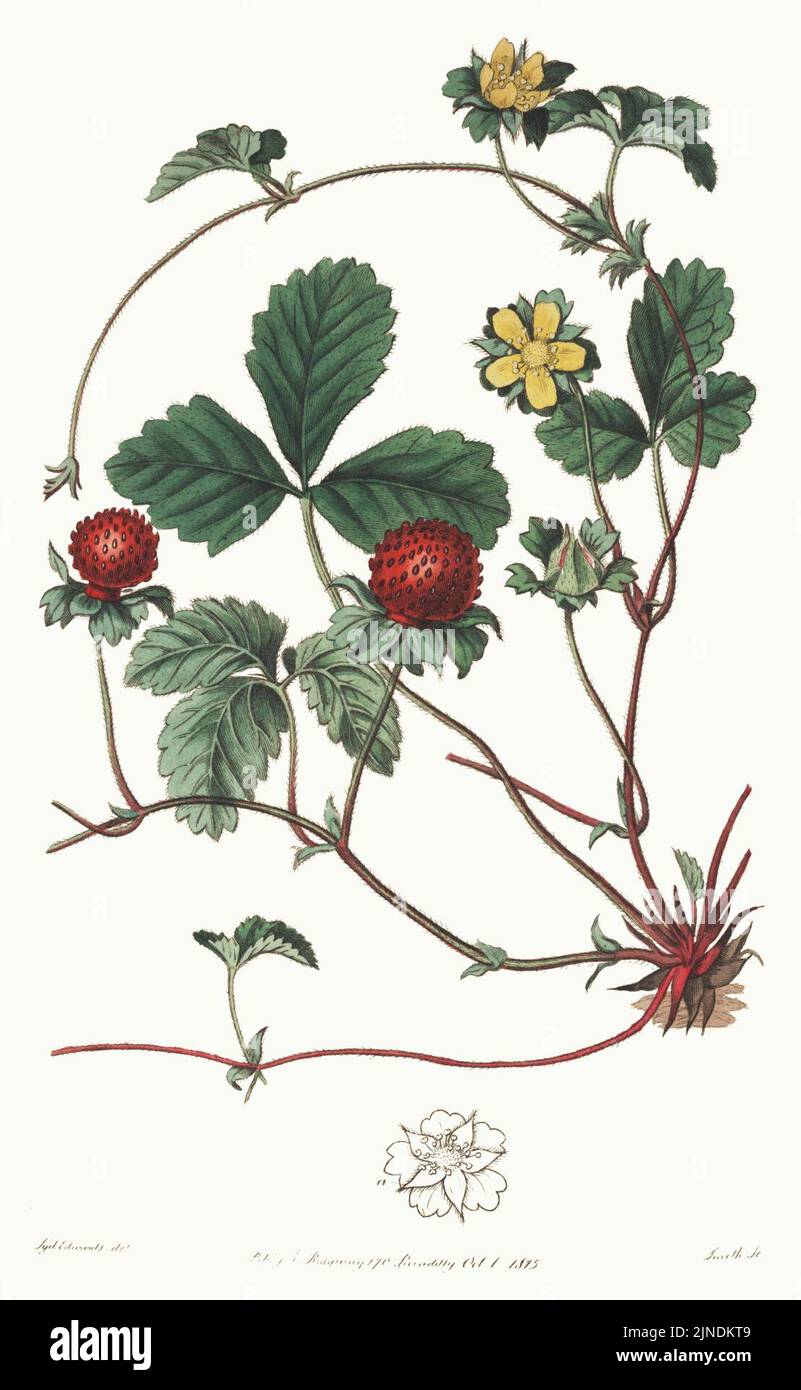 The Botanical register (Plate 61 Stock Photo - Alamy