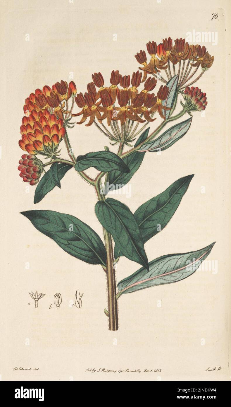 The Botanical register (Plate 76 Stock Photo - Alamy