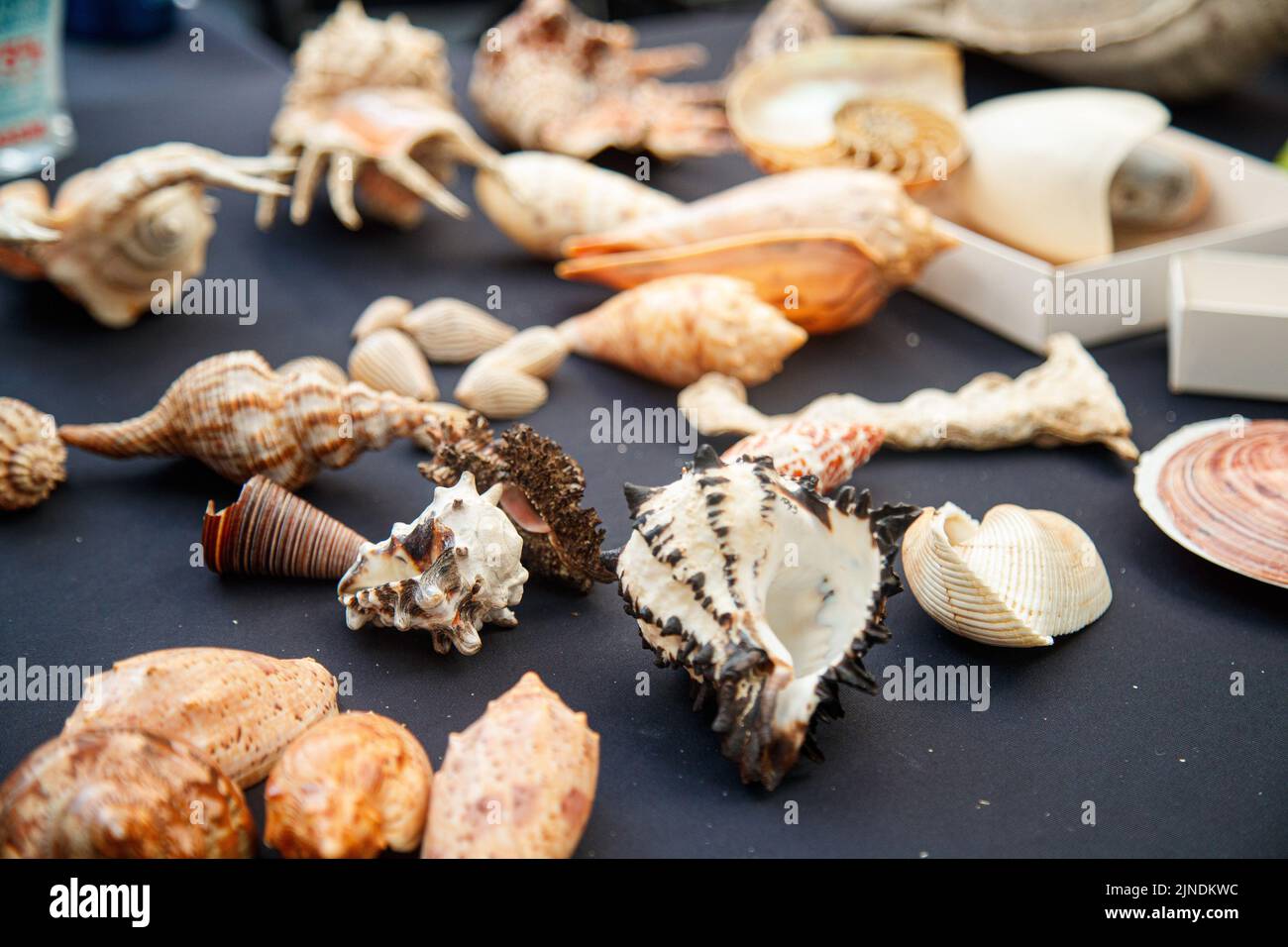 Specimen displays hi-res stock photography and images - Alamy