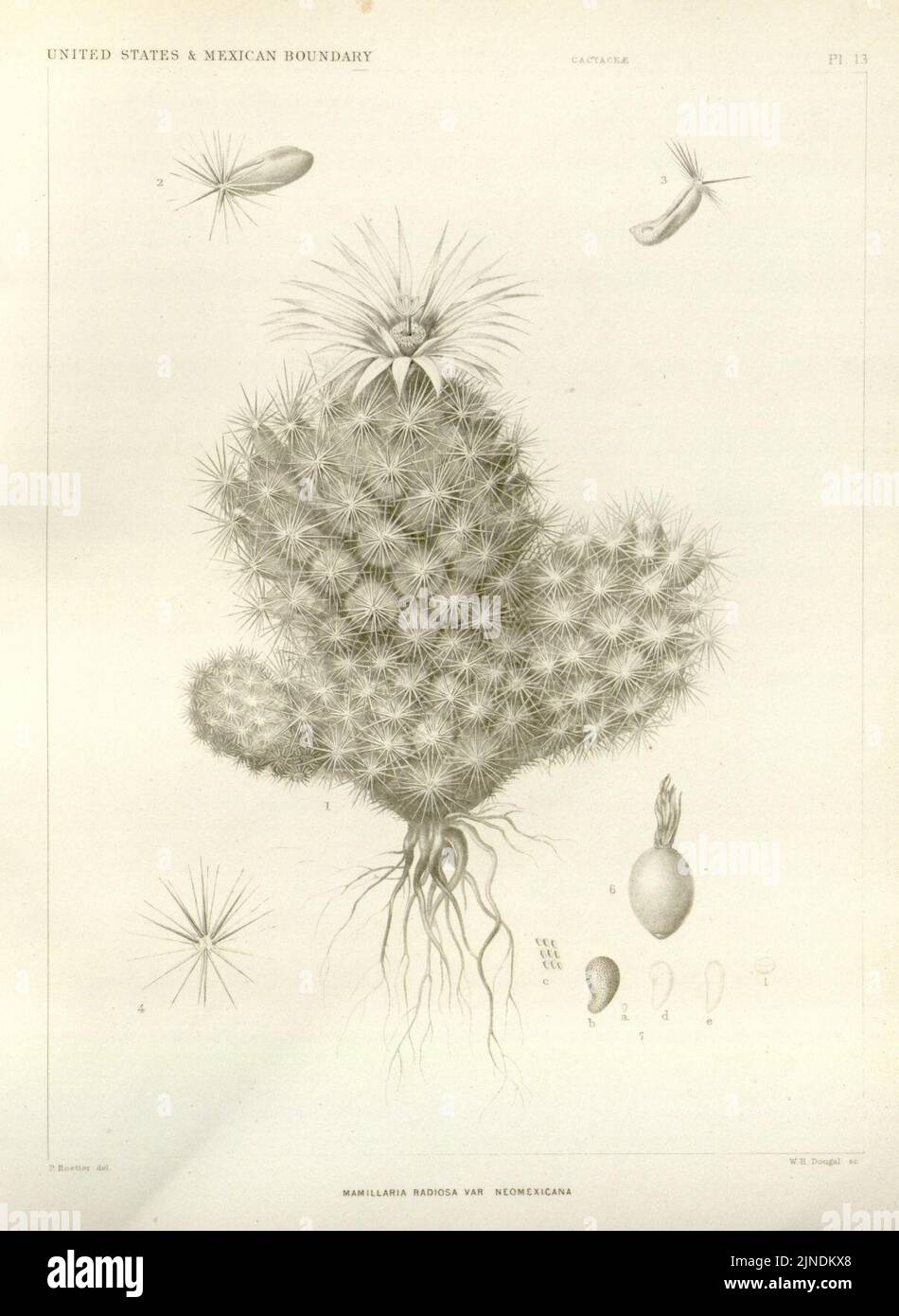 The botanical works of the late George Engelmann, collected for Henry ...