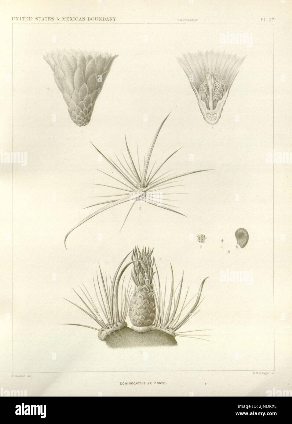 The botanical works of the late George Engelmann, collected for Henry ...