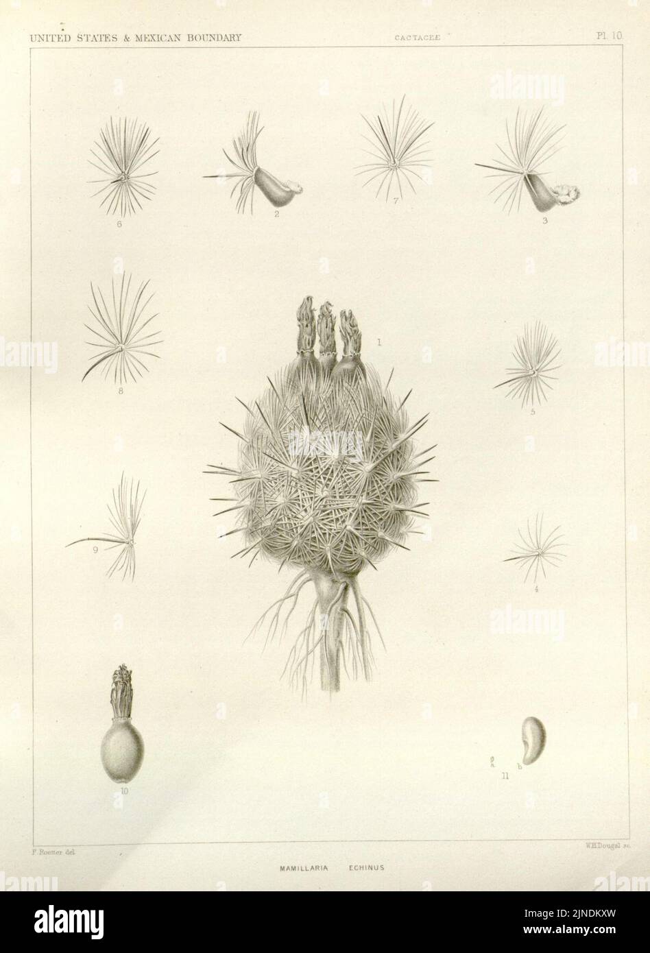 The botanical works of the late George Engelmann, collected for Henry ...
