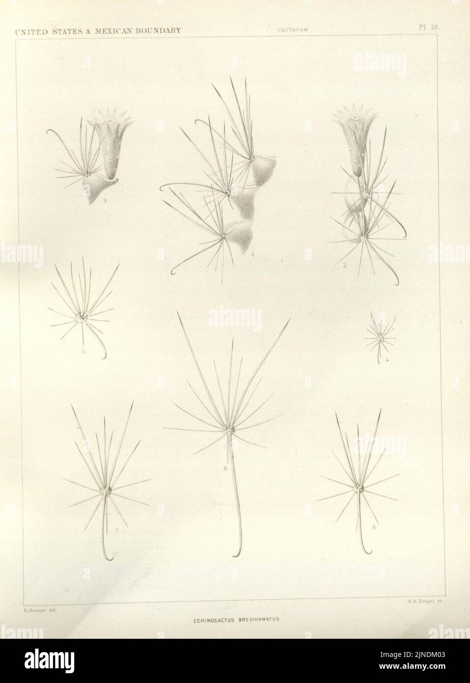 The botanical works of the late George Engelmann, collected for Henry ...