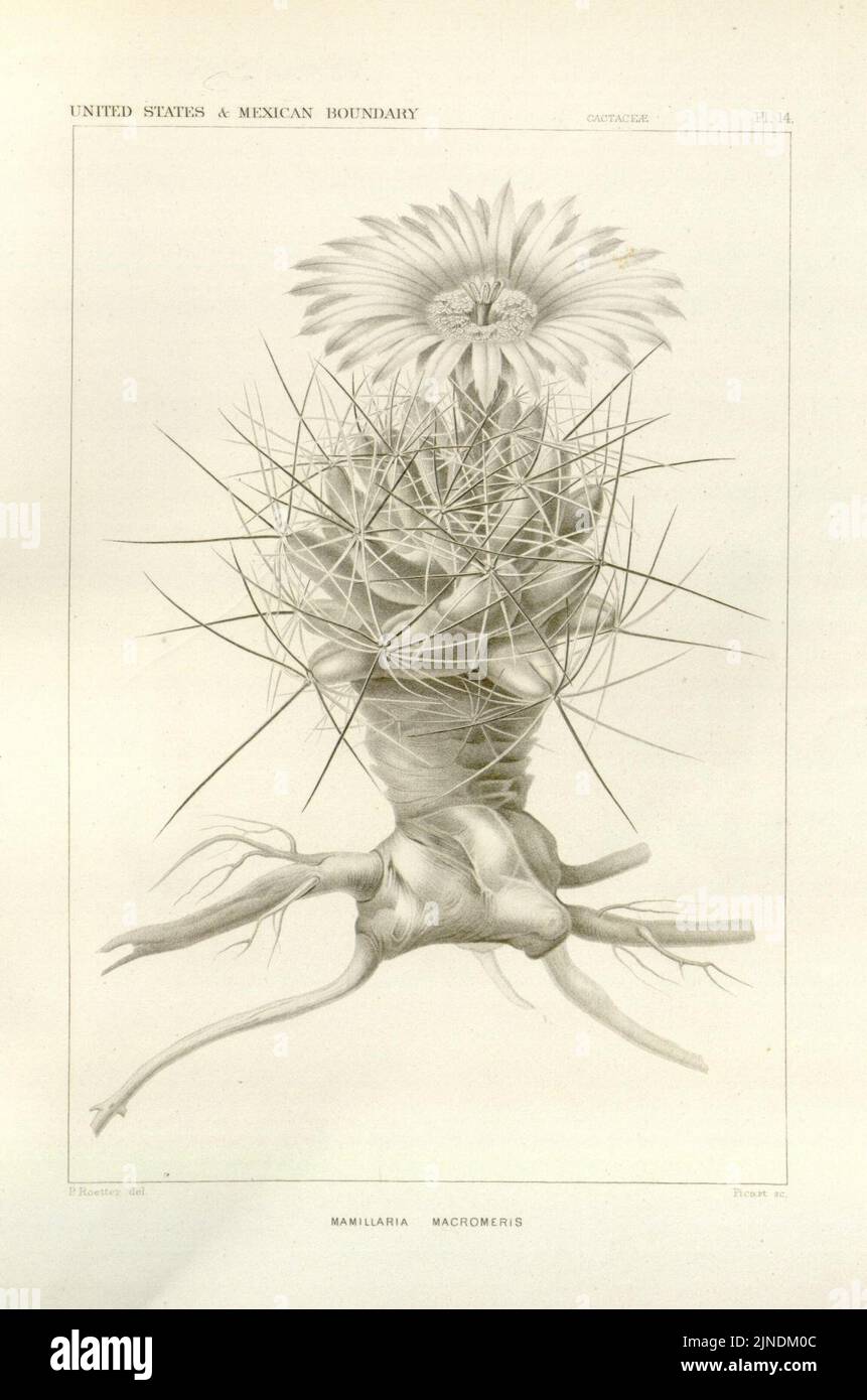 The botanical works of the late George Engelmann, collected for Henry ...