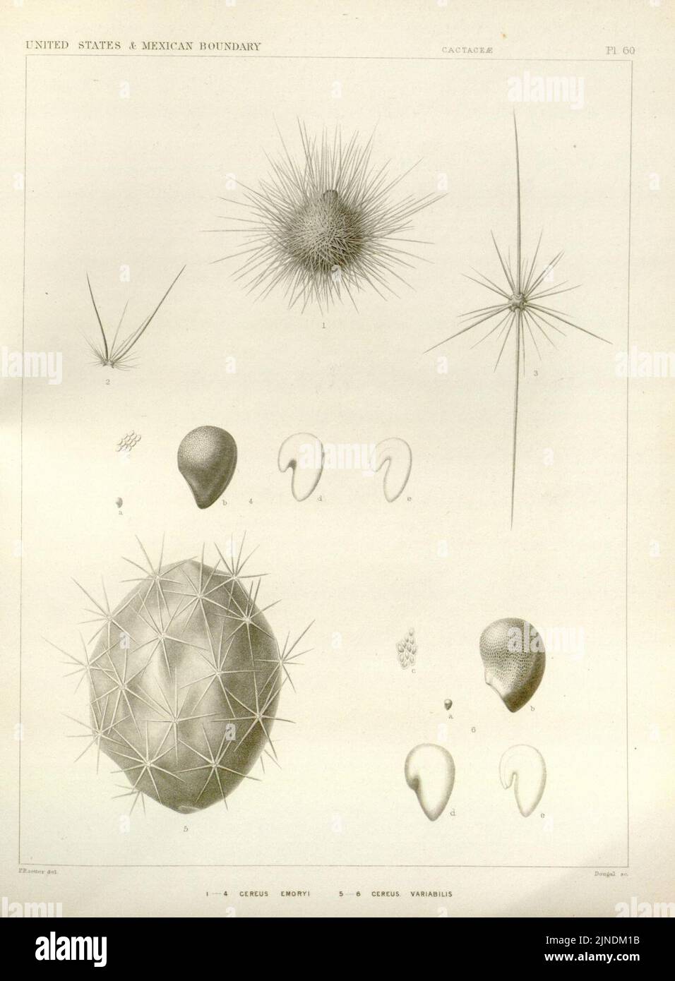 The botanical works of the late George Engelmann, collected for Henry ...