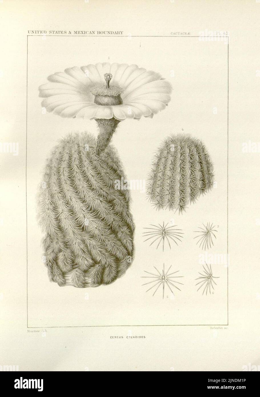 The botanical works of the late George Engelmann, collected for Henry ...