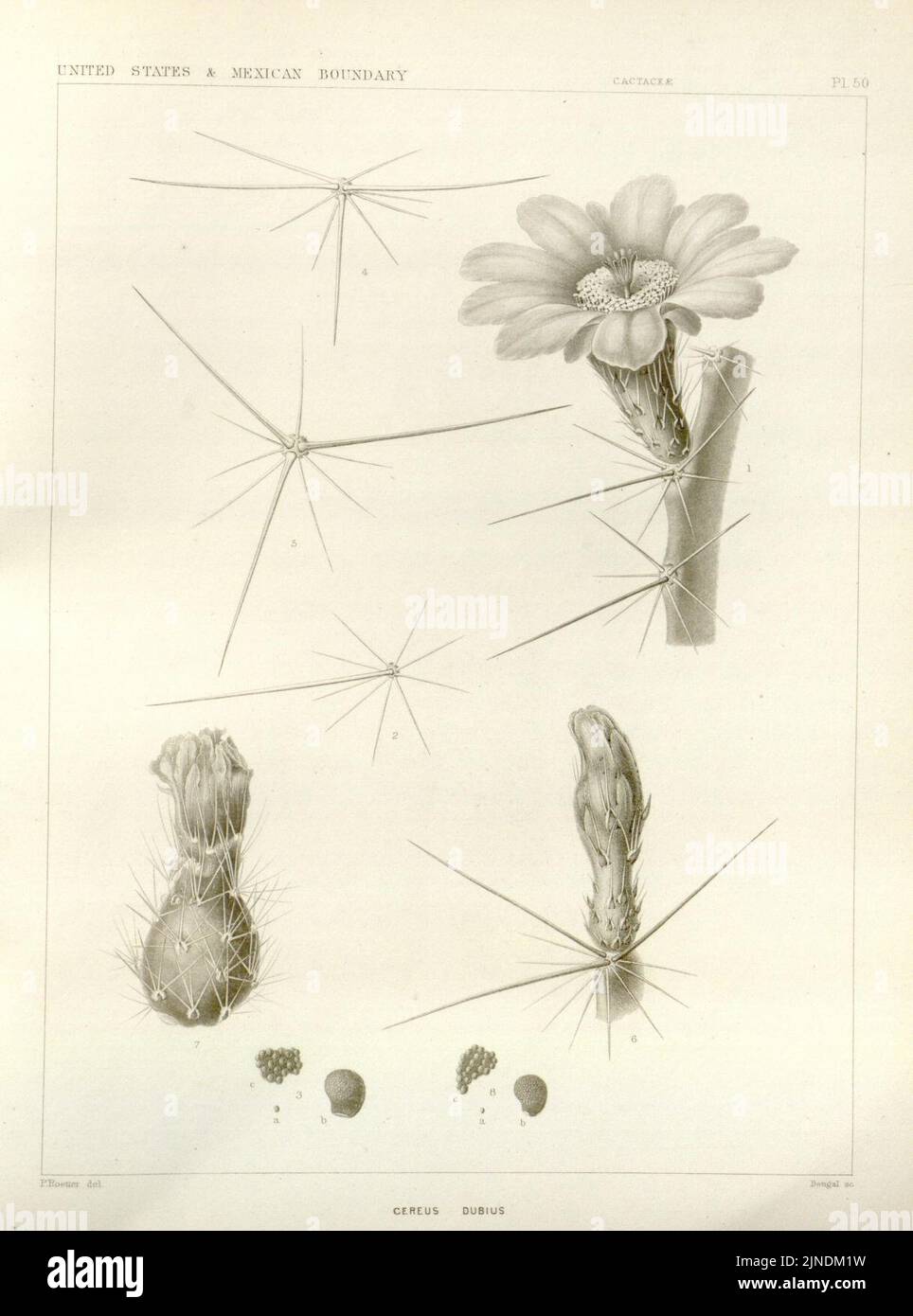 The botanical works of the late George Engelmann, collected for Henry ...