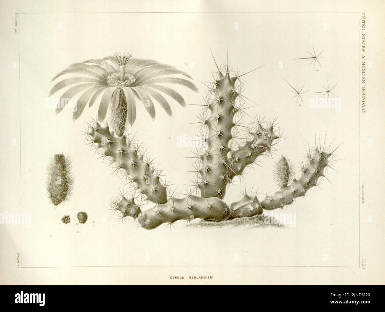 The botanical works of the late George Engelmann, collected for Henry ...