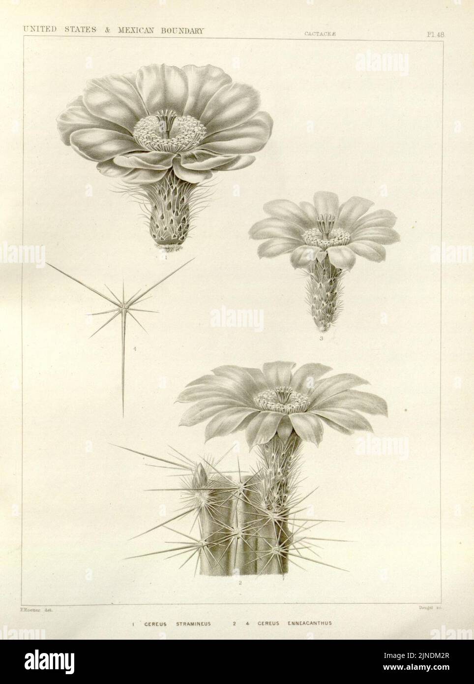 The botanical works of the late George Engelmann, collected for Henry ...