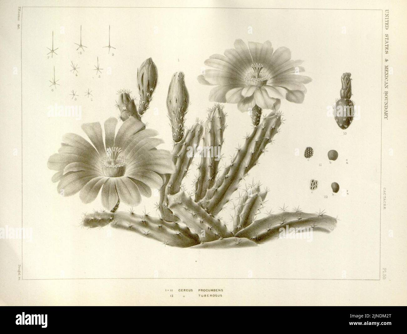 The botanical works of the late George Engelmann, collected for Henry ...