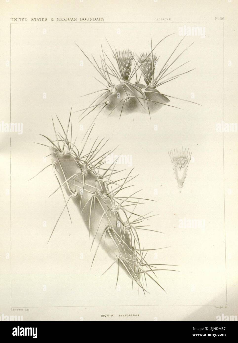 The botanical works of the late George Engelmann, collected for Henry ...