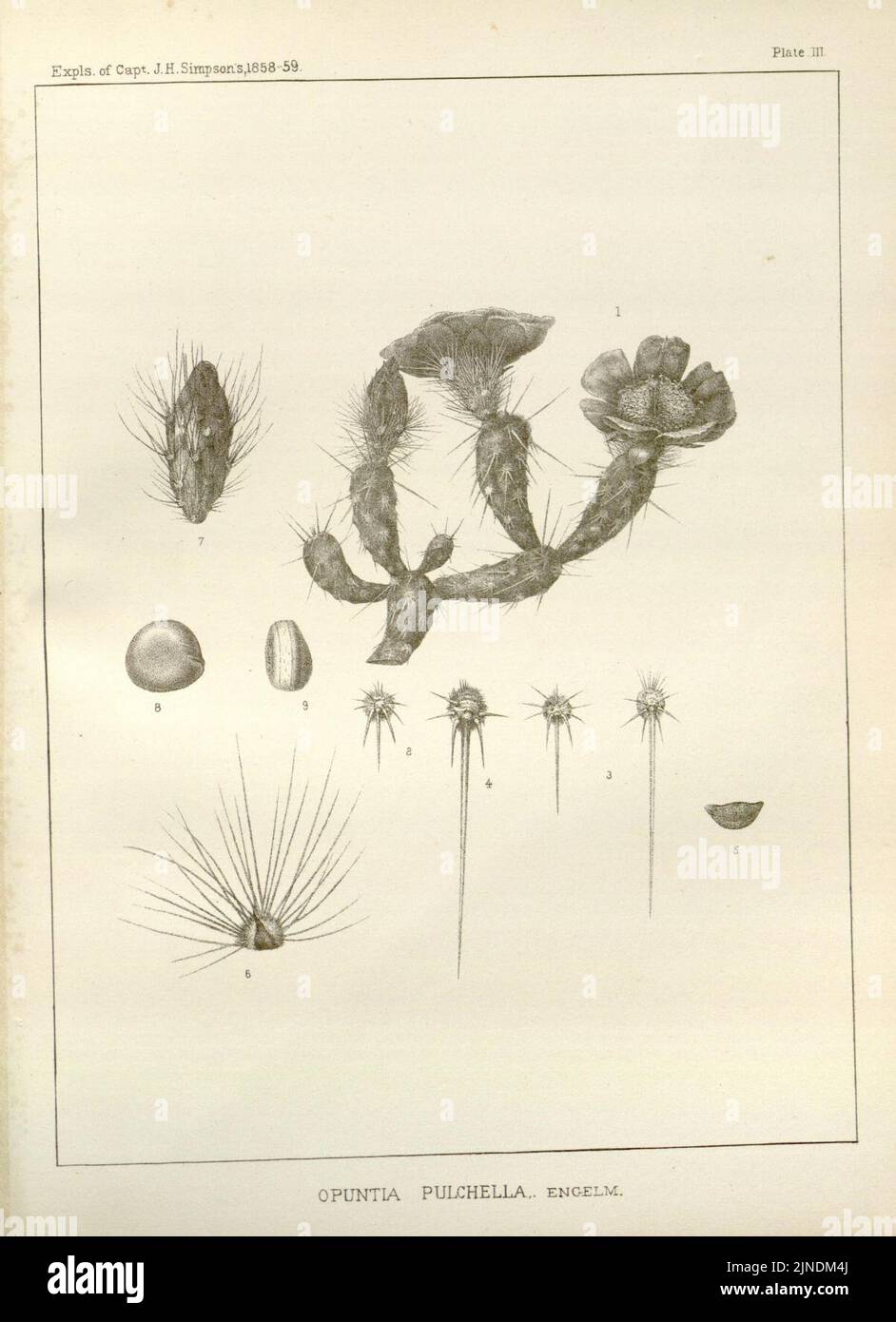 The botanical works of the late George Engelmann, collected for Henry ...