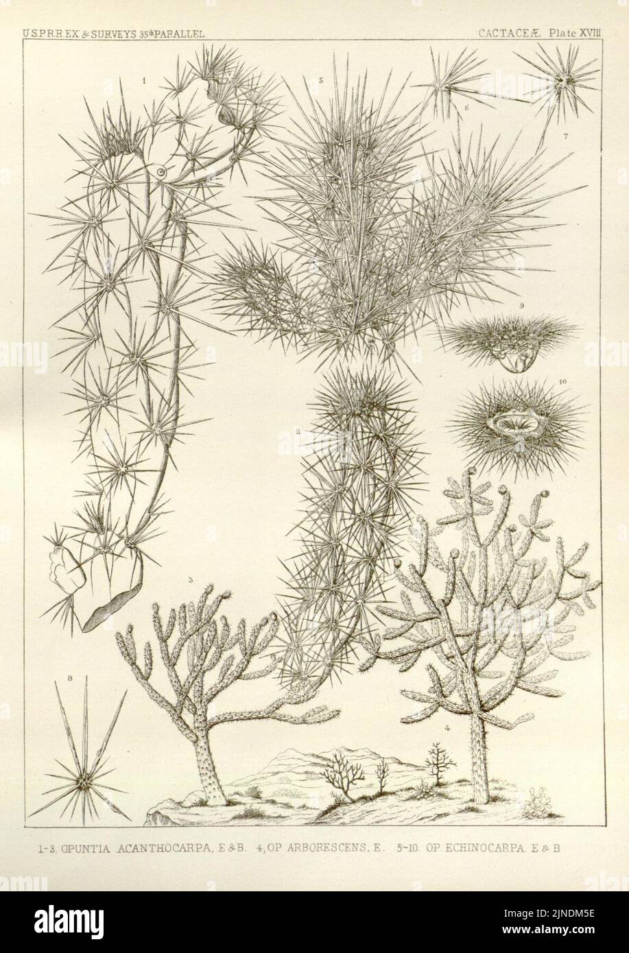 The botanical works of the late George Engelmann, collected for Henry ...