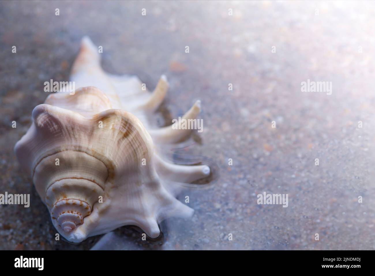 Nautilus shell in sea wave hi-res stock photography and images - Alamy