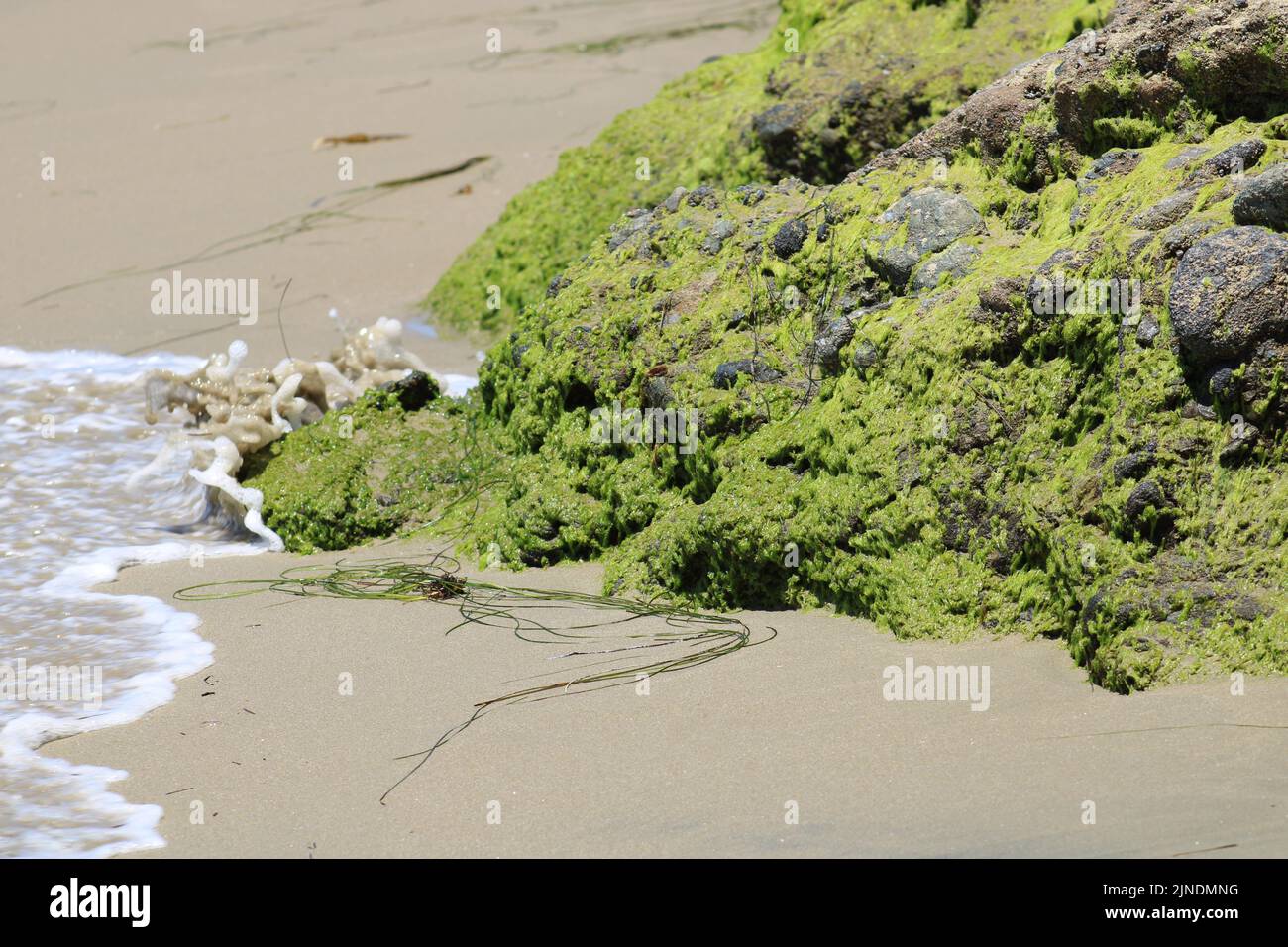 Water gently splashing a mossy rock on a beach in Southern California ...