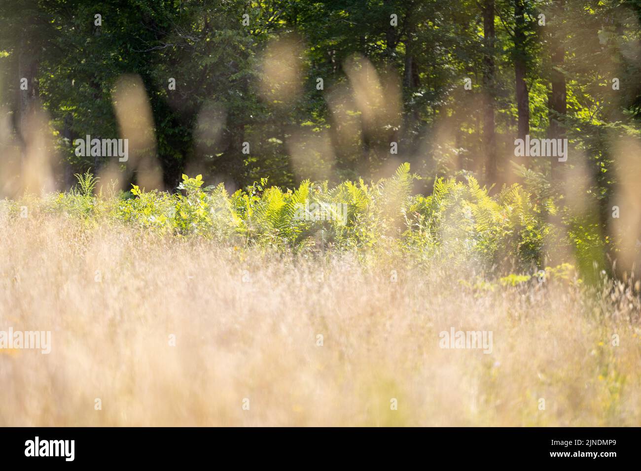 Green patch of ferns seen through blurry foreground of dry wild grasses ...