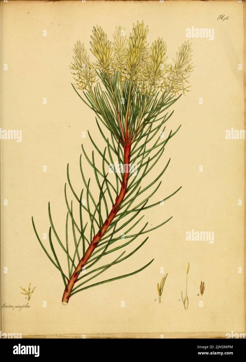The botanist's repository, for new and rare plants (Pl. 76) (9319037885 ...