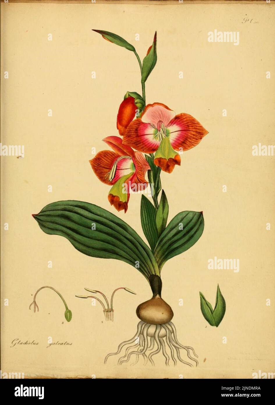 The botanist's repository, for new and rare plants (Pl. 122 ...