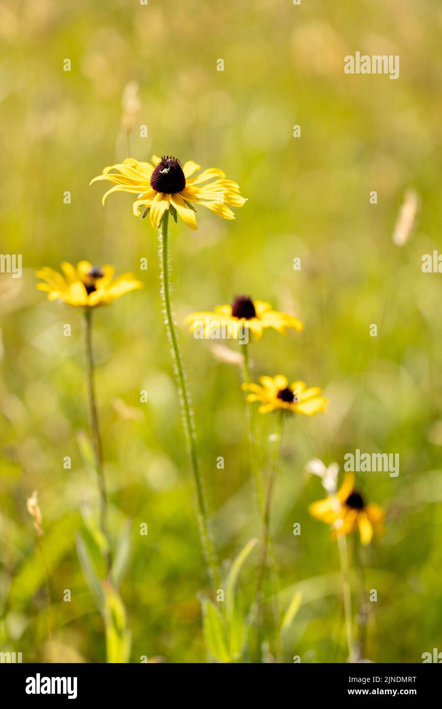 Five black-eyed susans growing in a field Stock Photo - Alamy